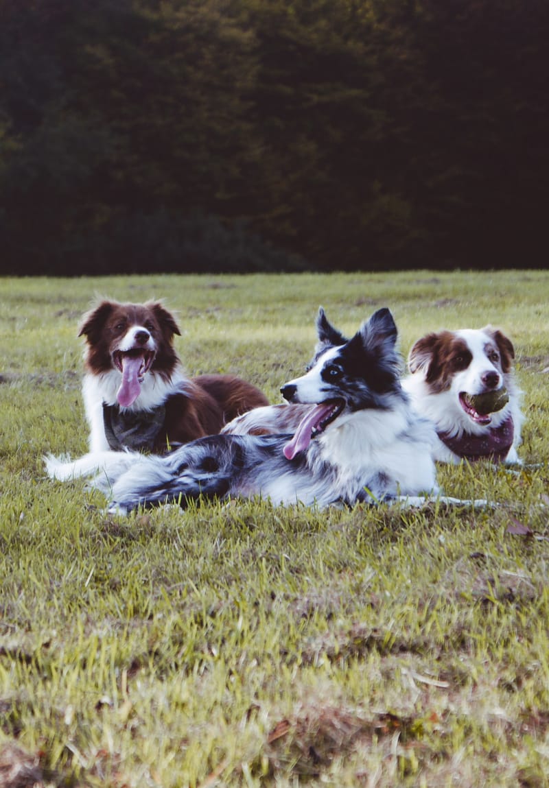 Doggy Day Care In South Stoke doggy-day-care-in-south-stoke