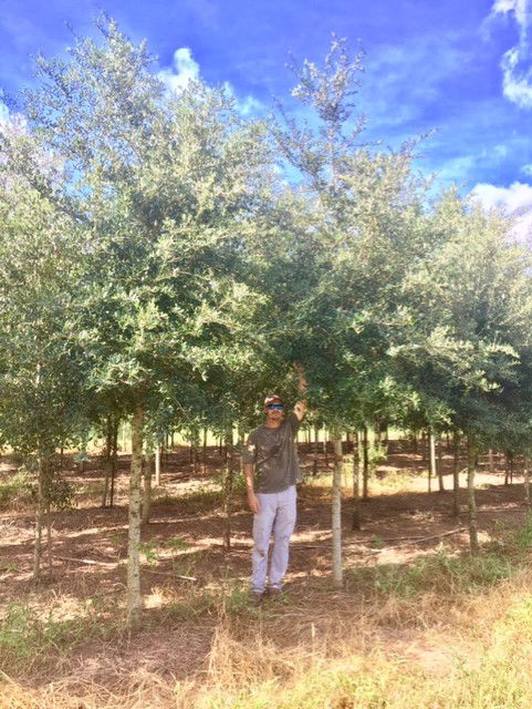 Mayhem State Farm Tree