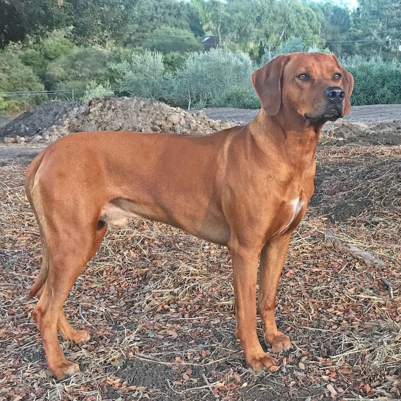Rhodesian Ridgeback Yahoo