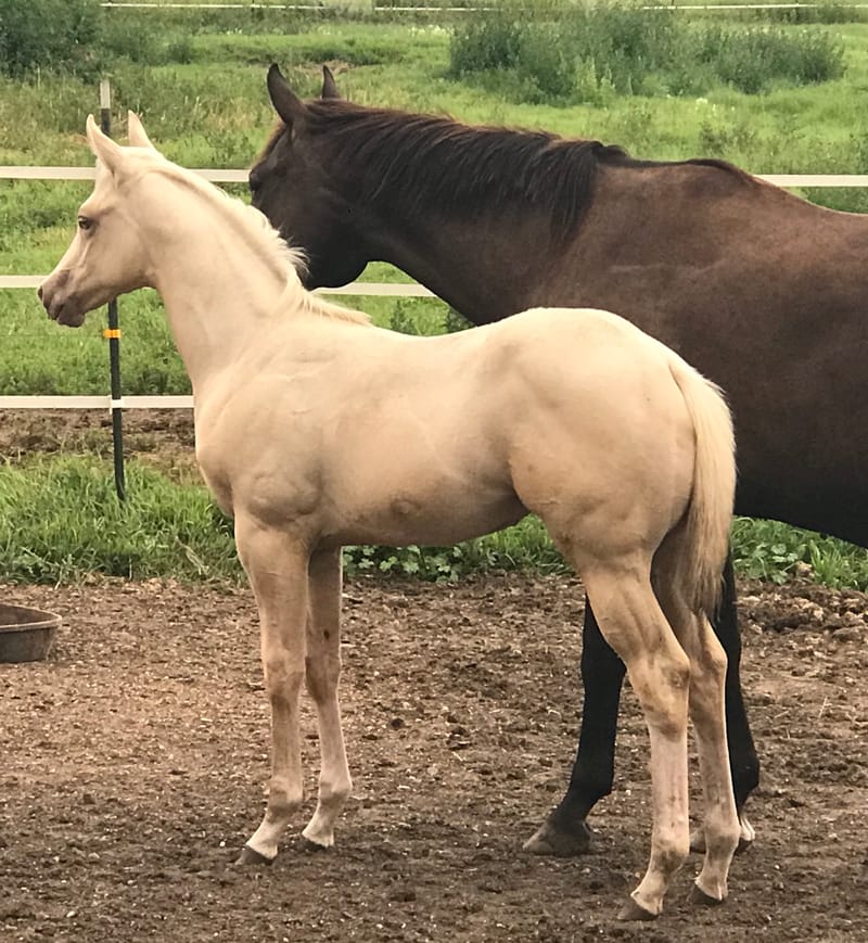 Frosted in Pearlz - 2018 AQHA/APHA Palomino Pearl Mare - Xceptional ...