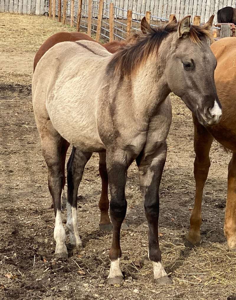 Dun Up In Chrome - SOLD to Kansas!! 2019 AQHA, HZ Black Smokey Grulla ...