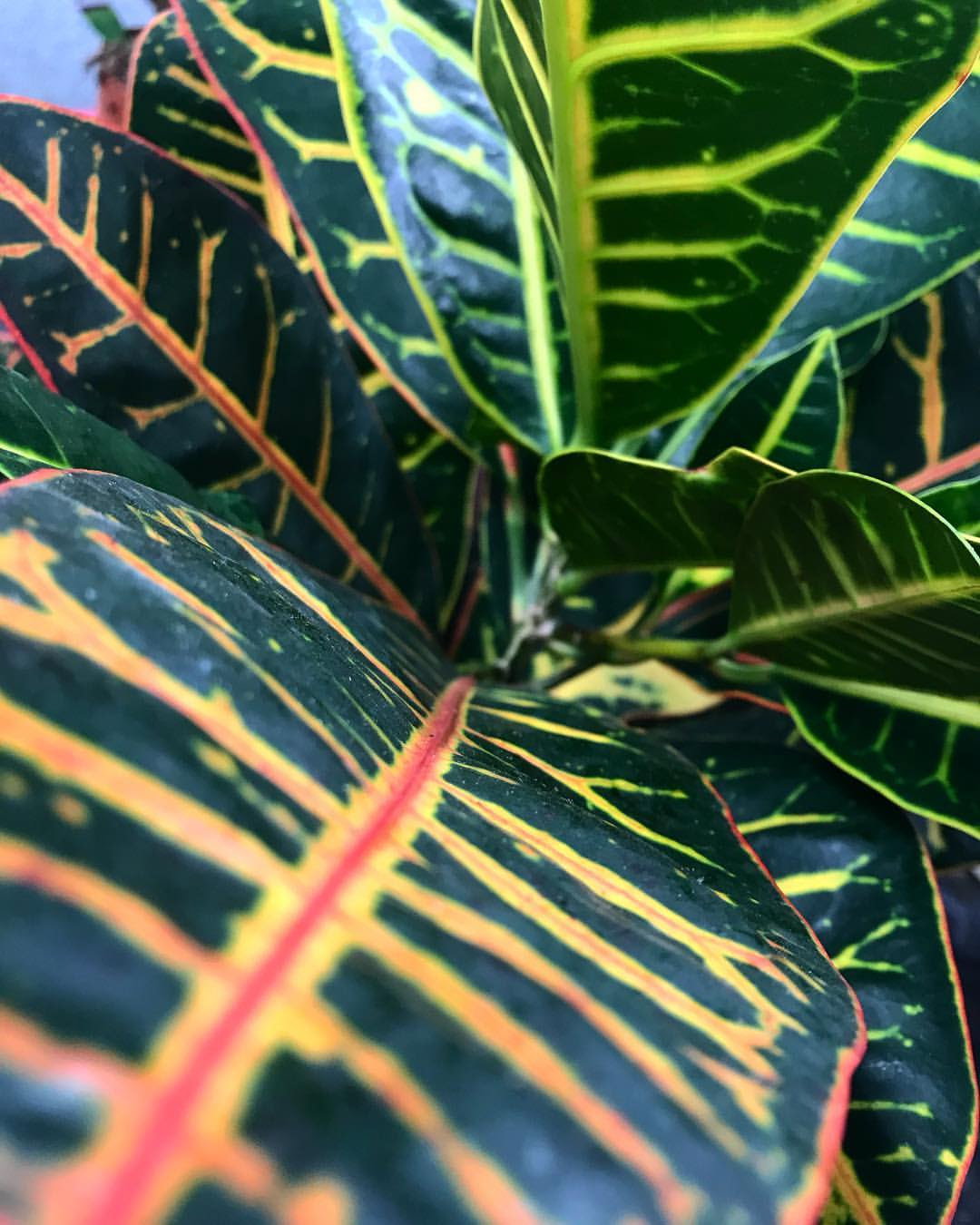 Crotons - Codiaeum