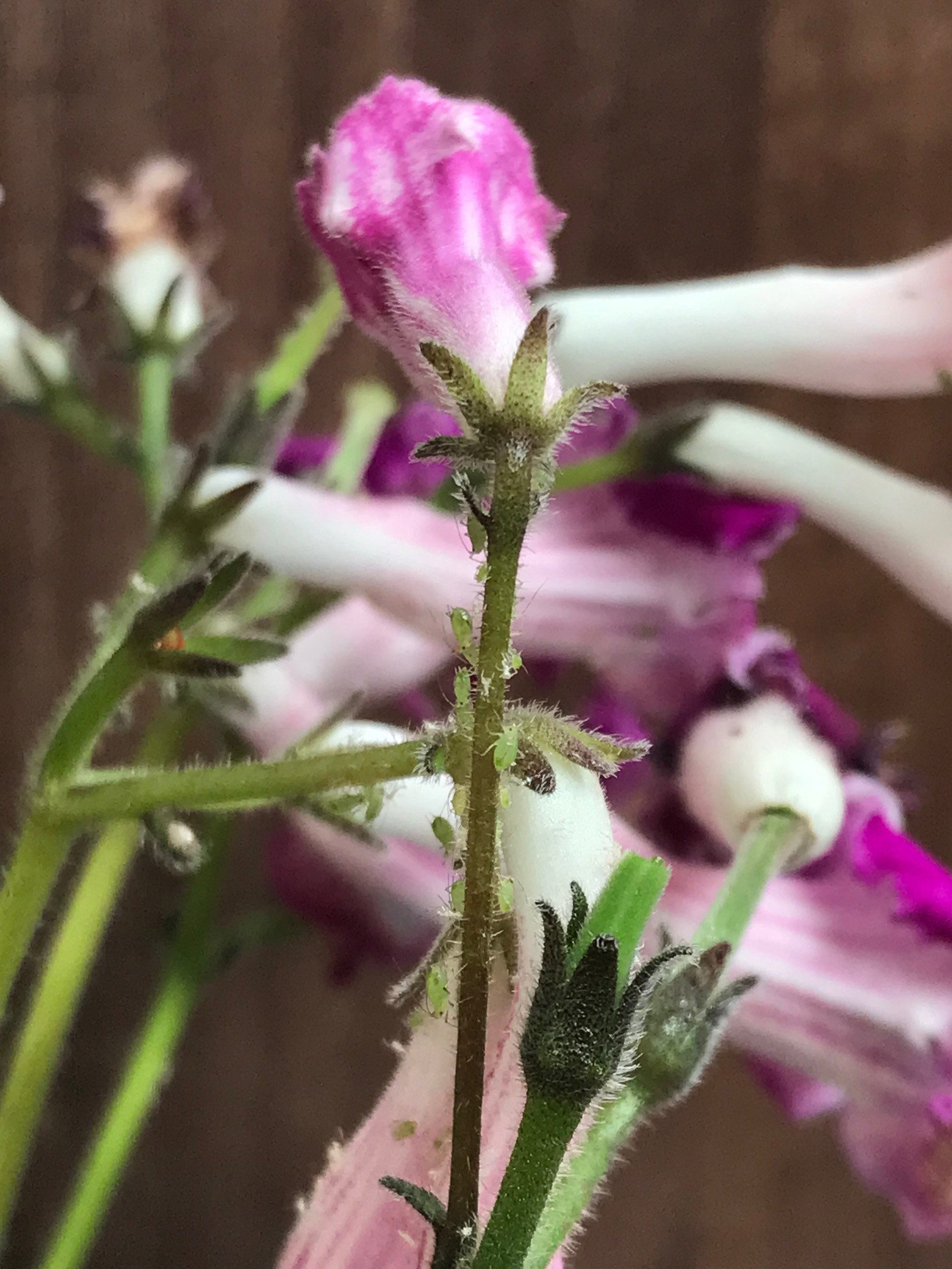 Streptocarpus - Cape Primroses