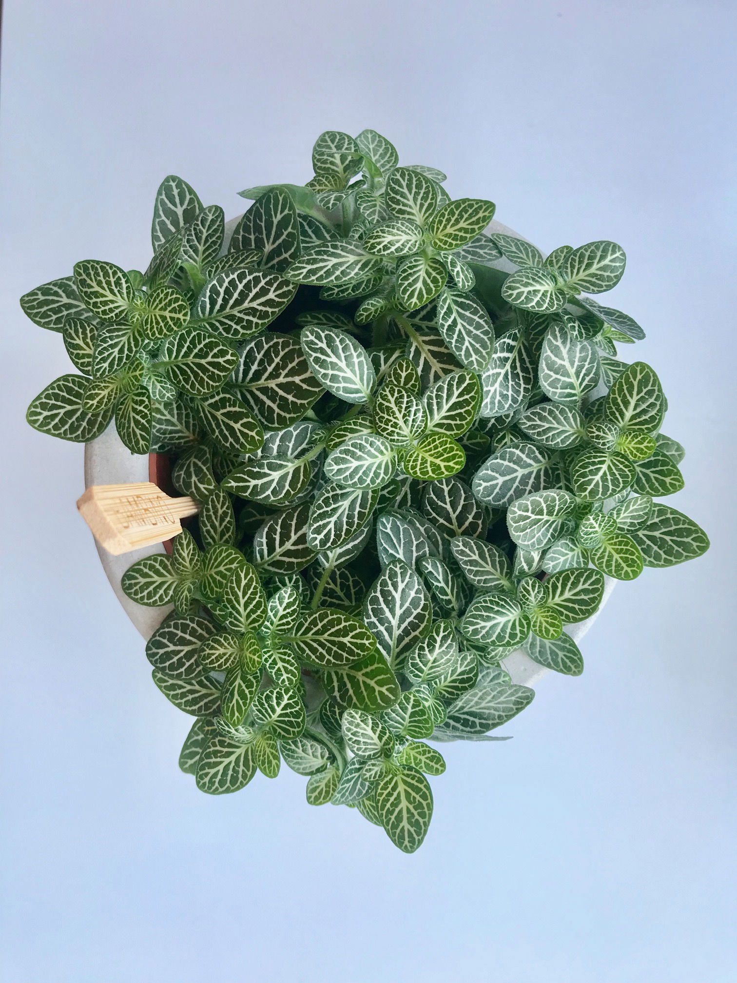 Nerve Plants - Fittonia Species
