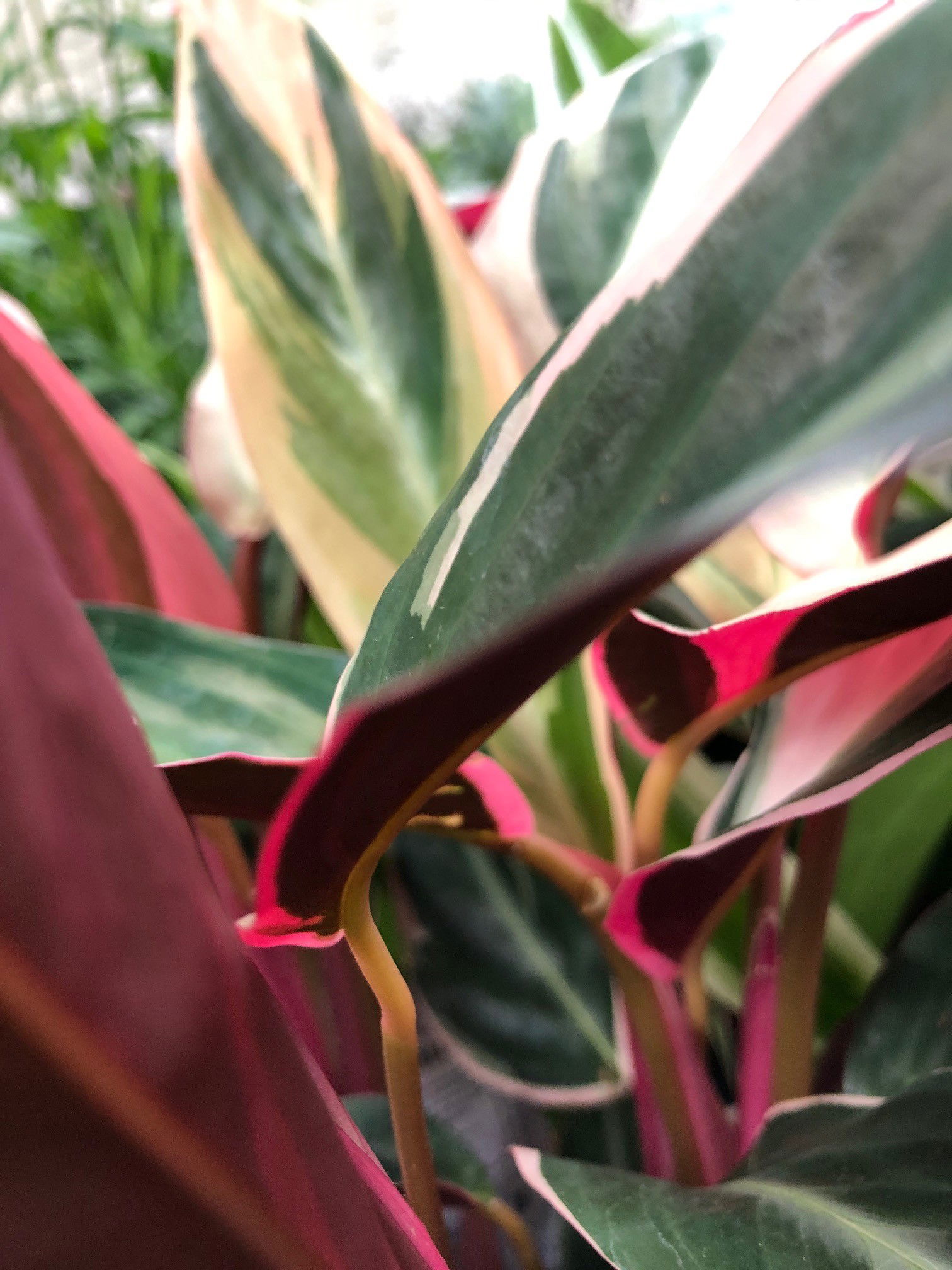 Stromanthe Care & Advice