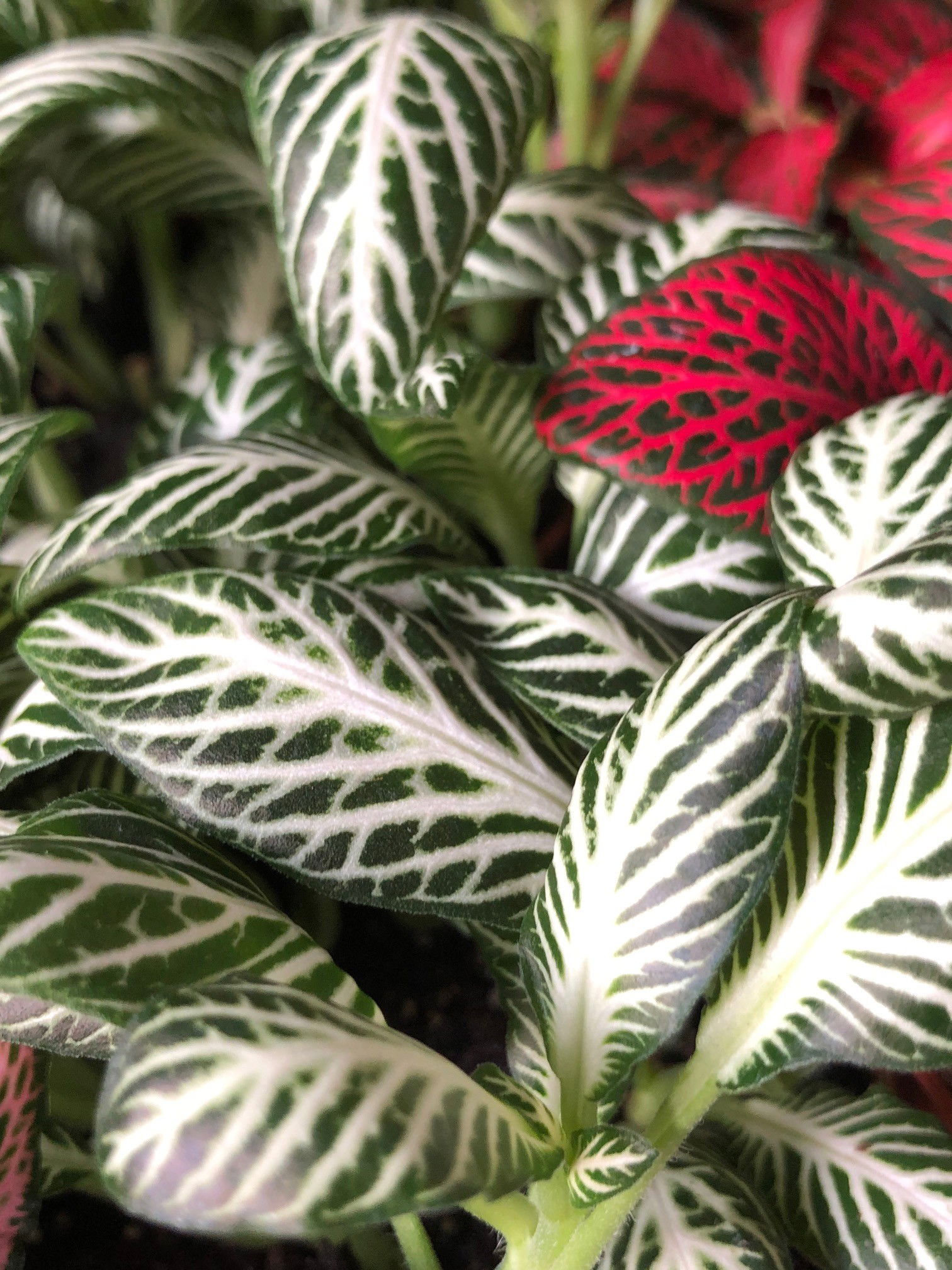 Nerve Plants - Fittonia Species
