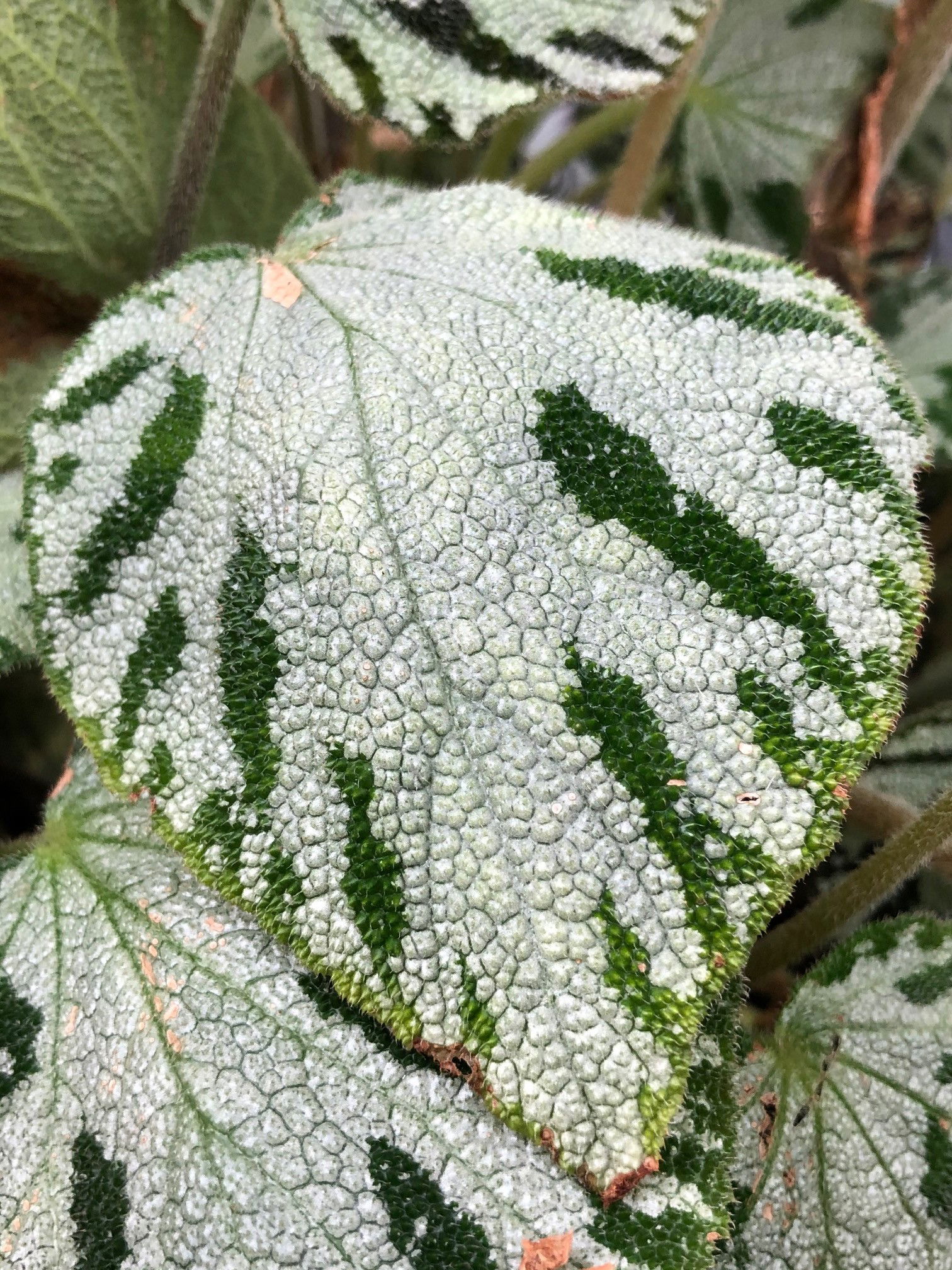 Indoor Begonia - ukhouseplants