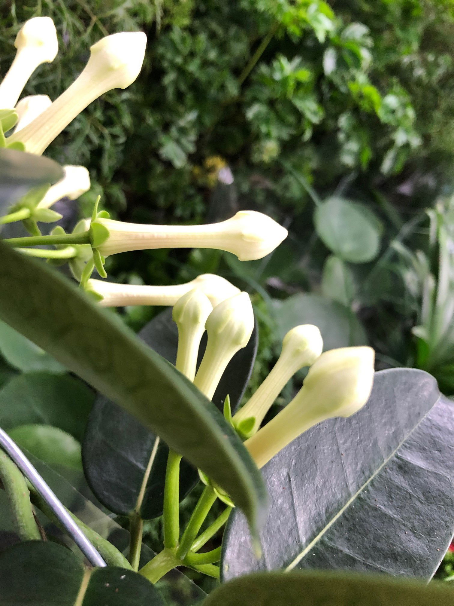Stephanotis - ukhouseplants