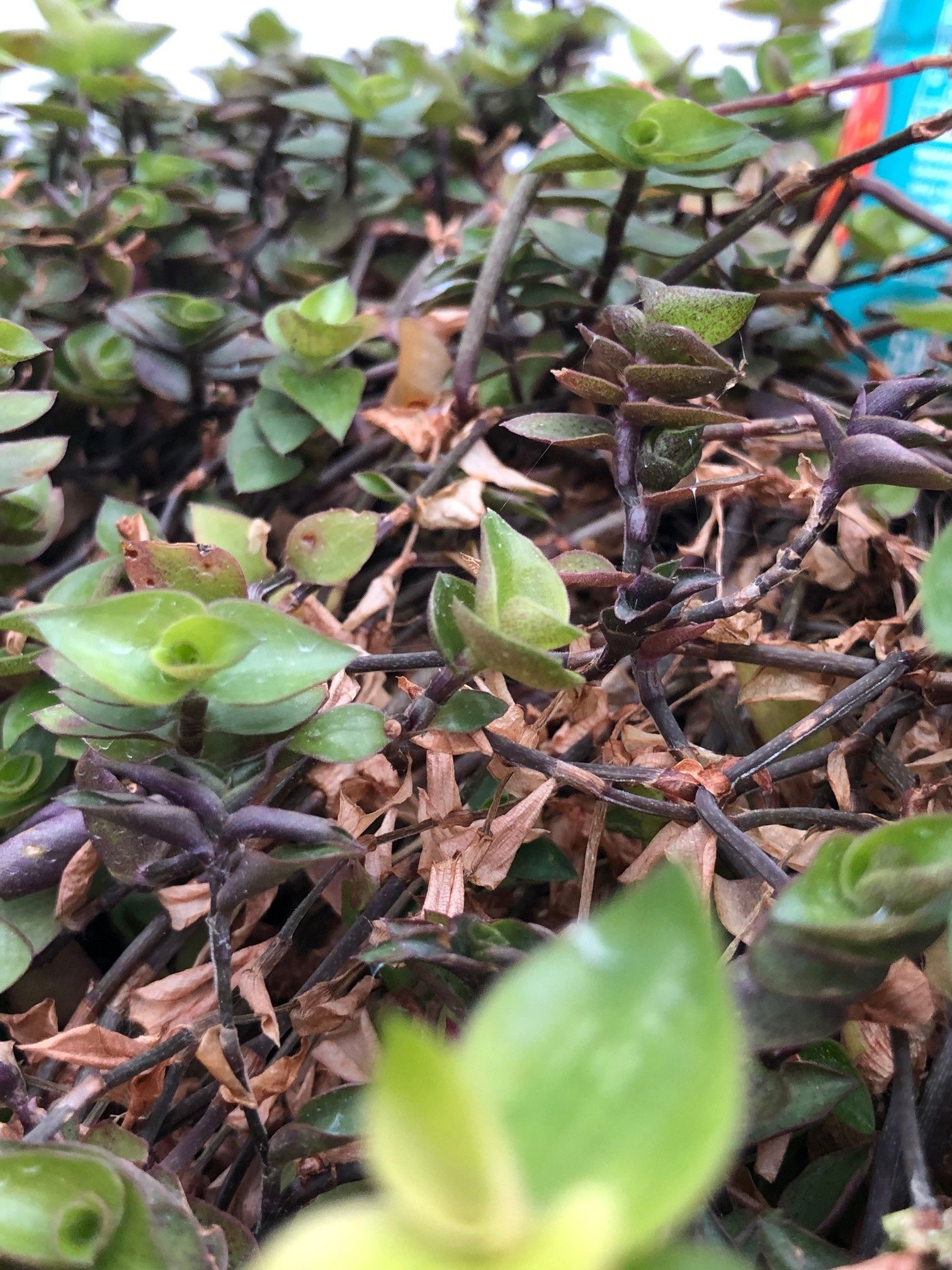 Callisia - Turtle Vines