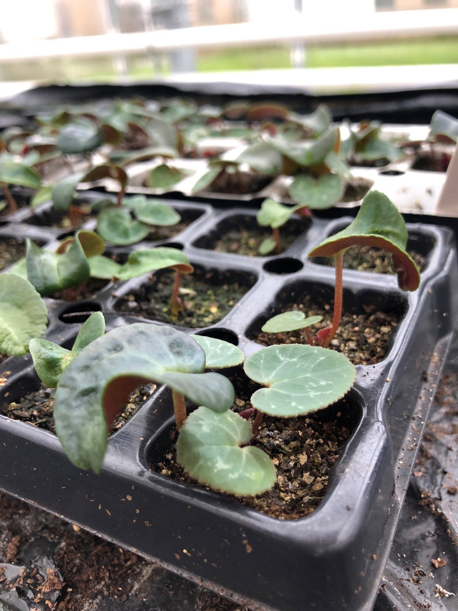 Cyclamen - ukhouseplants