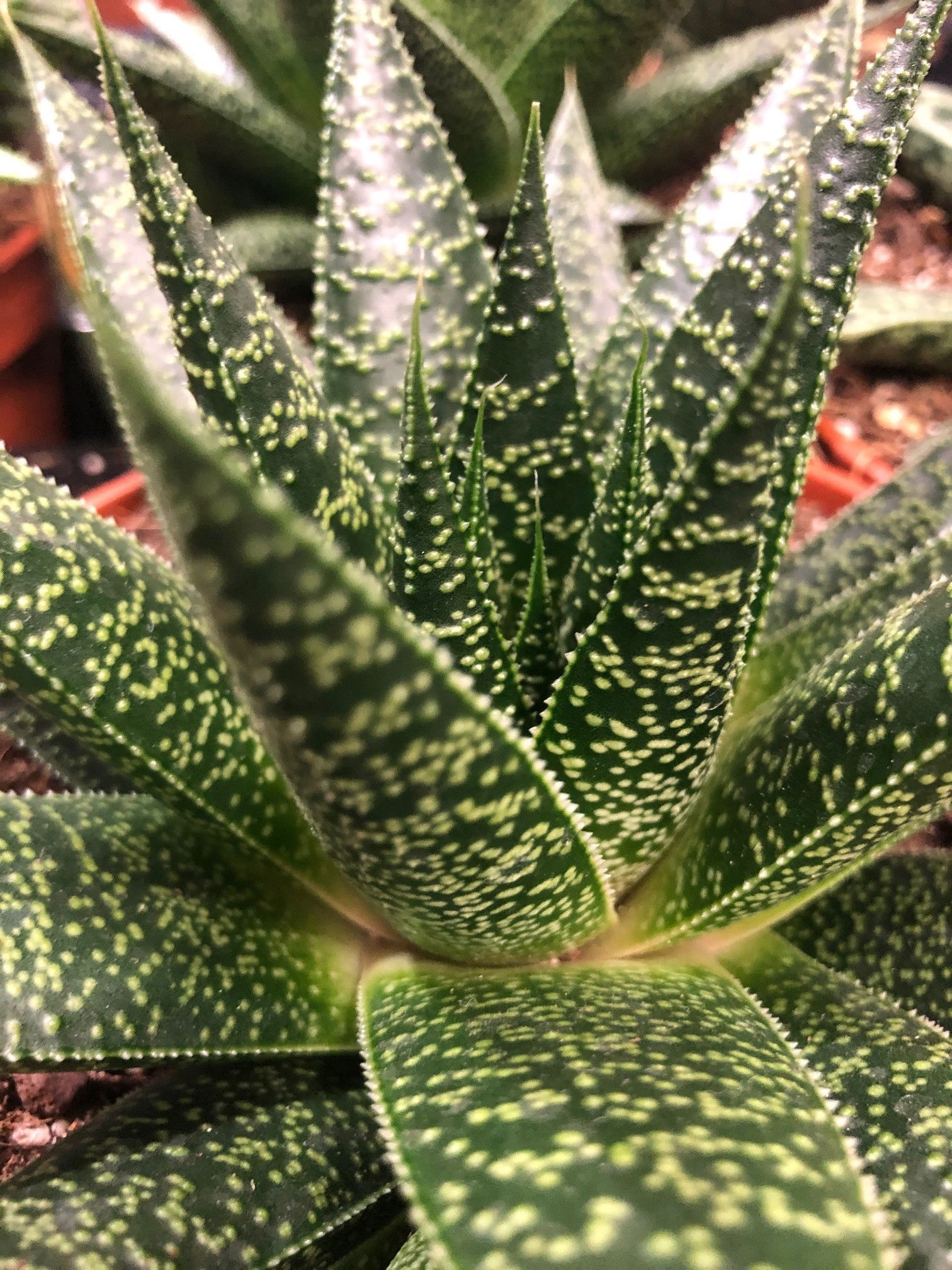 Gasteria - ukhouseplants