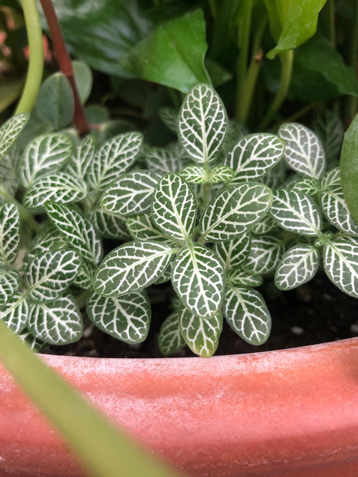Nerve Plants - Fittonia Species
