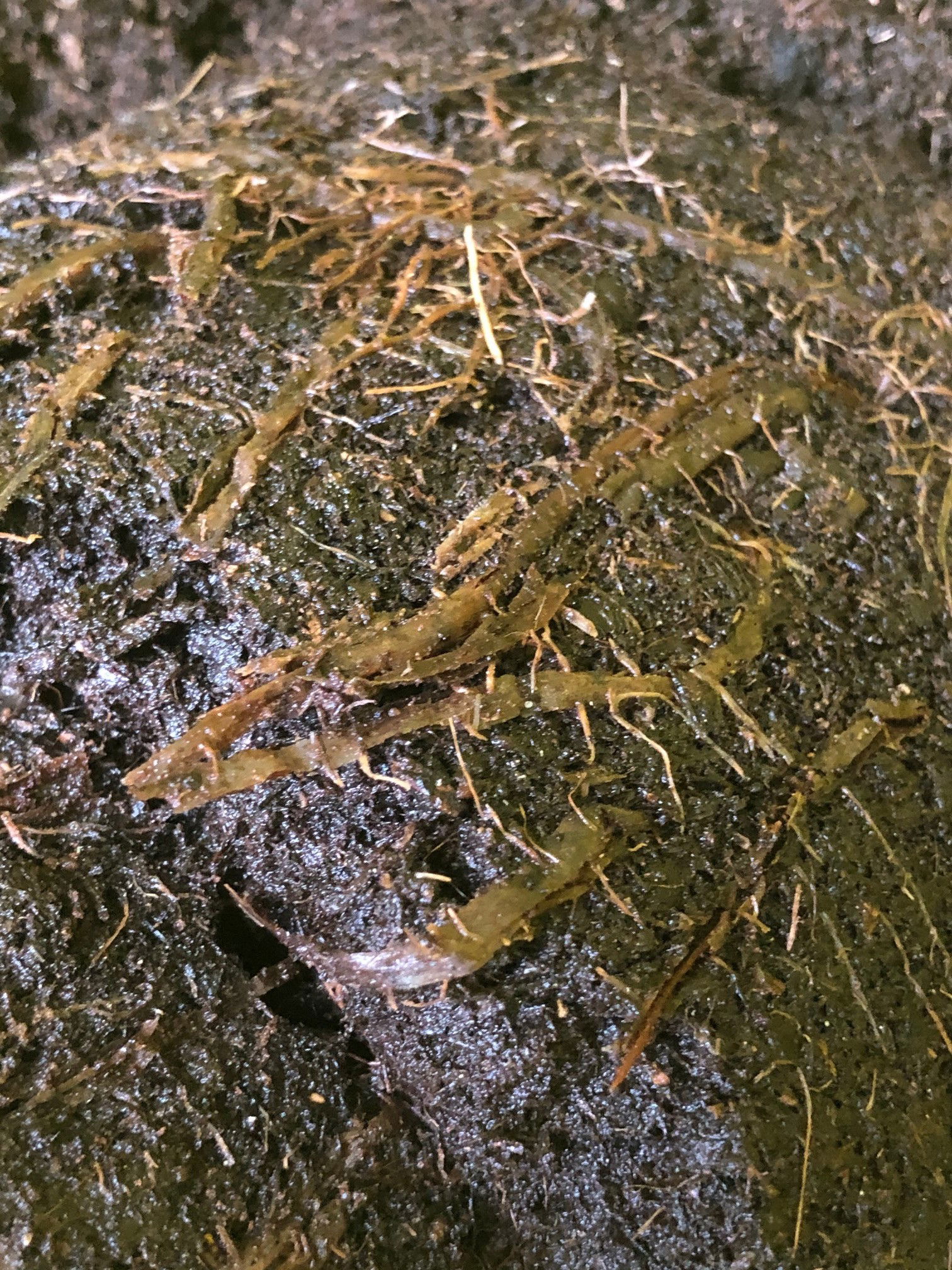 Identify & Addressing Root Rot