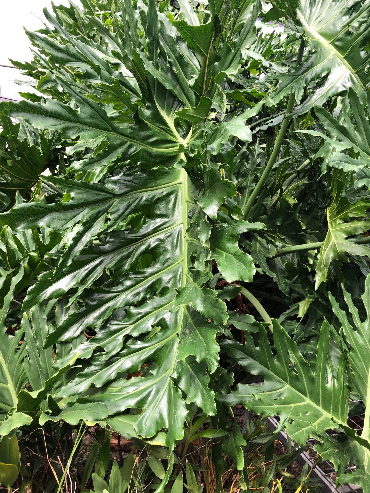 Philodendron Care & Advice!