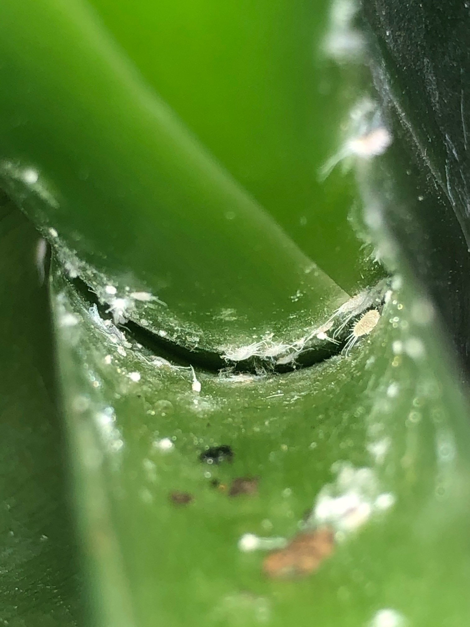 Mealybugs