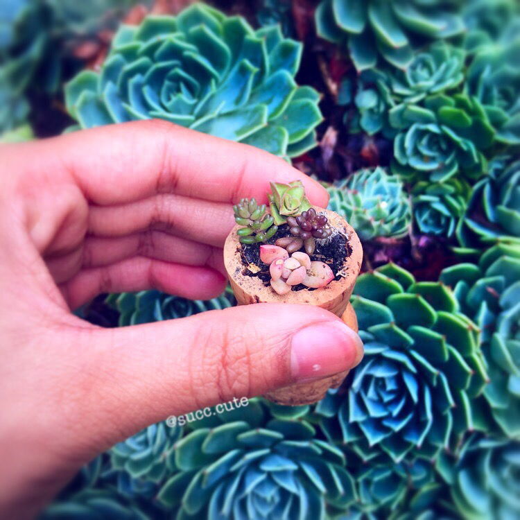 Succ.cute: Home to all plant lovers