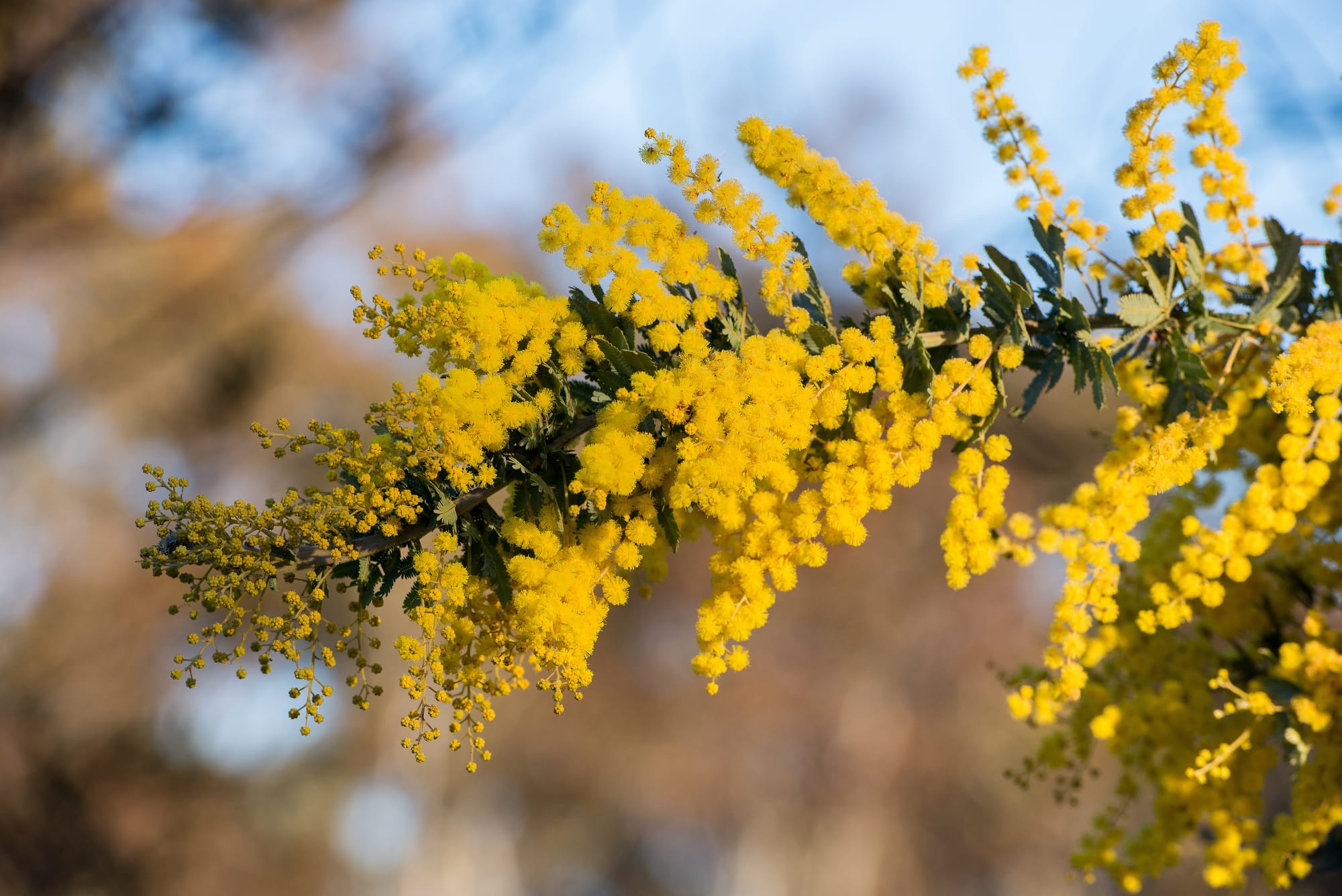 Flora exótica invasora no Deza - Biodiversidade do Deza