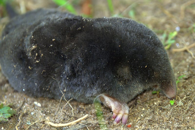 Talpa occidentalis - Biodiversidade do Deza