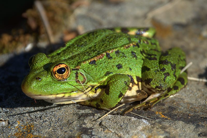 Pelophylax perezi - Biodiversidade do Deza