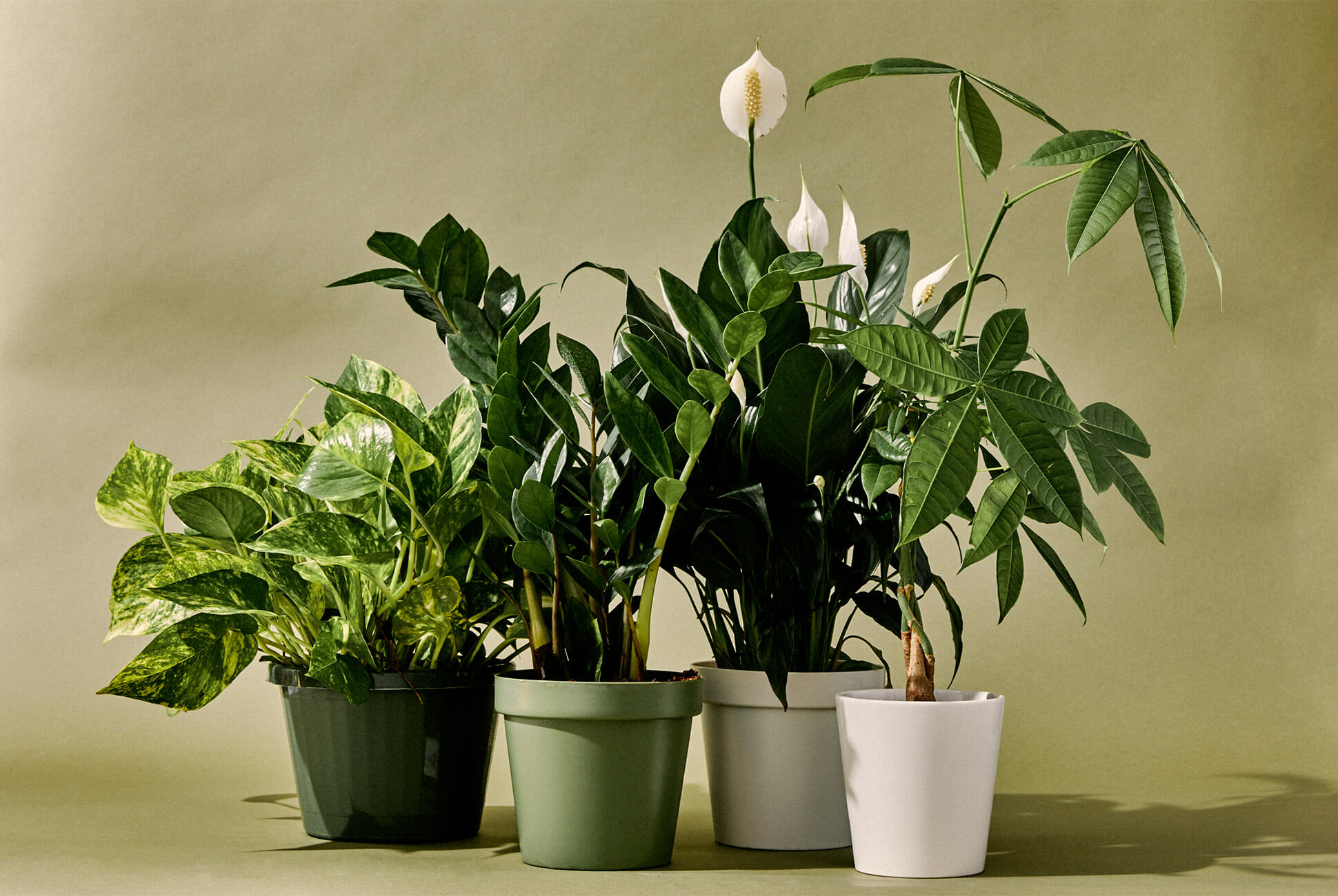 The 10 Best Indoor Plants Hills View Landscape Products The 10 Best Indoor Plants Hills View Landscape Products
