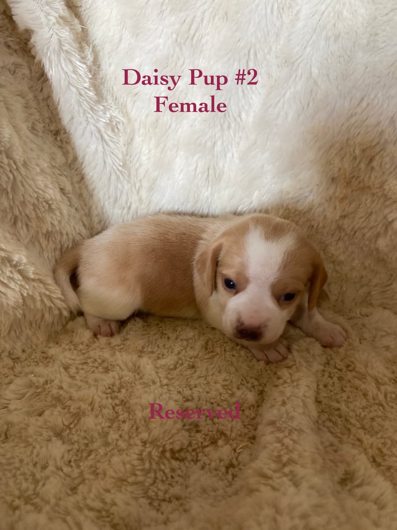 RVR/RDInc. - RAFTER V RANCH