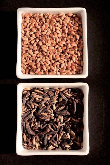 ERGOTISME , MAL DES ARDENTS OU FEU DE SAINT-ANTOINE DU MOYEN ÂGE AUX ...