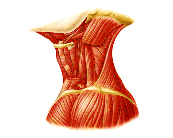 Músculos del cuello - Blog Morfofisiolgía UL Juan y Andrés