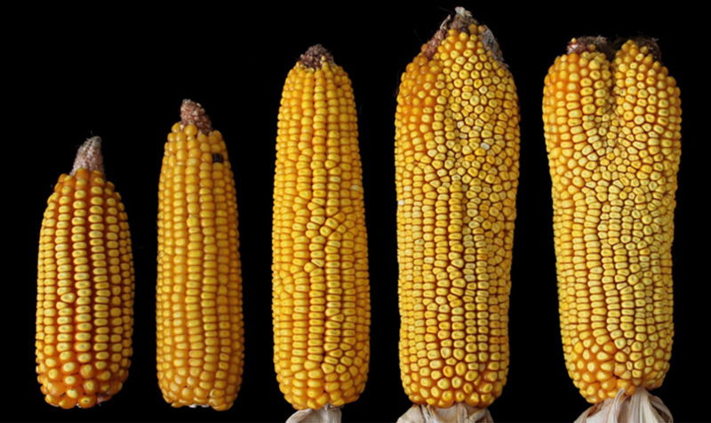 Cornhub Cornhub