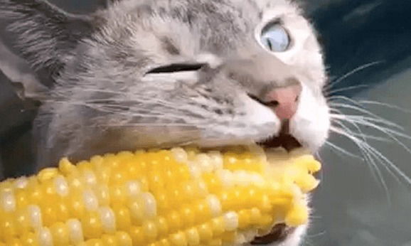 Cornhub Cornhub