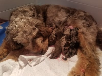 Delilah's Poodle Doodles - Bring together high Pedigree Purebred lines ...