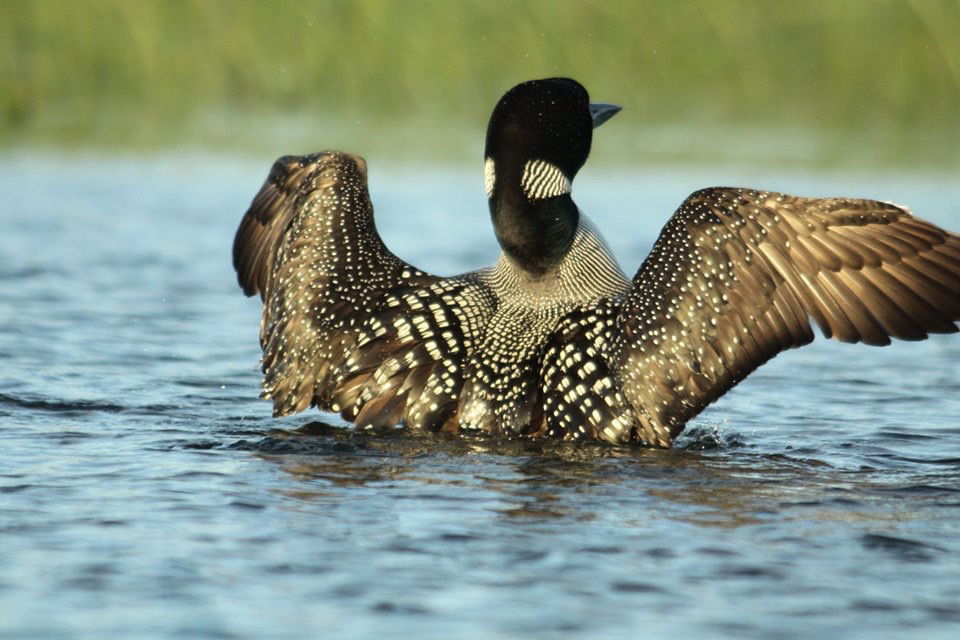 Loon Basics - Adney Lake Association, Crow Wing County