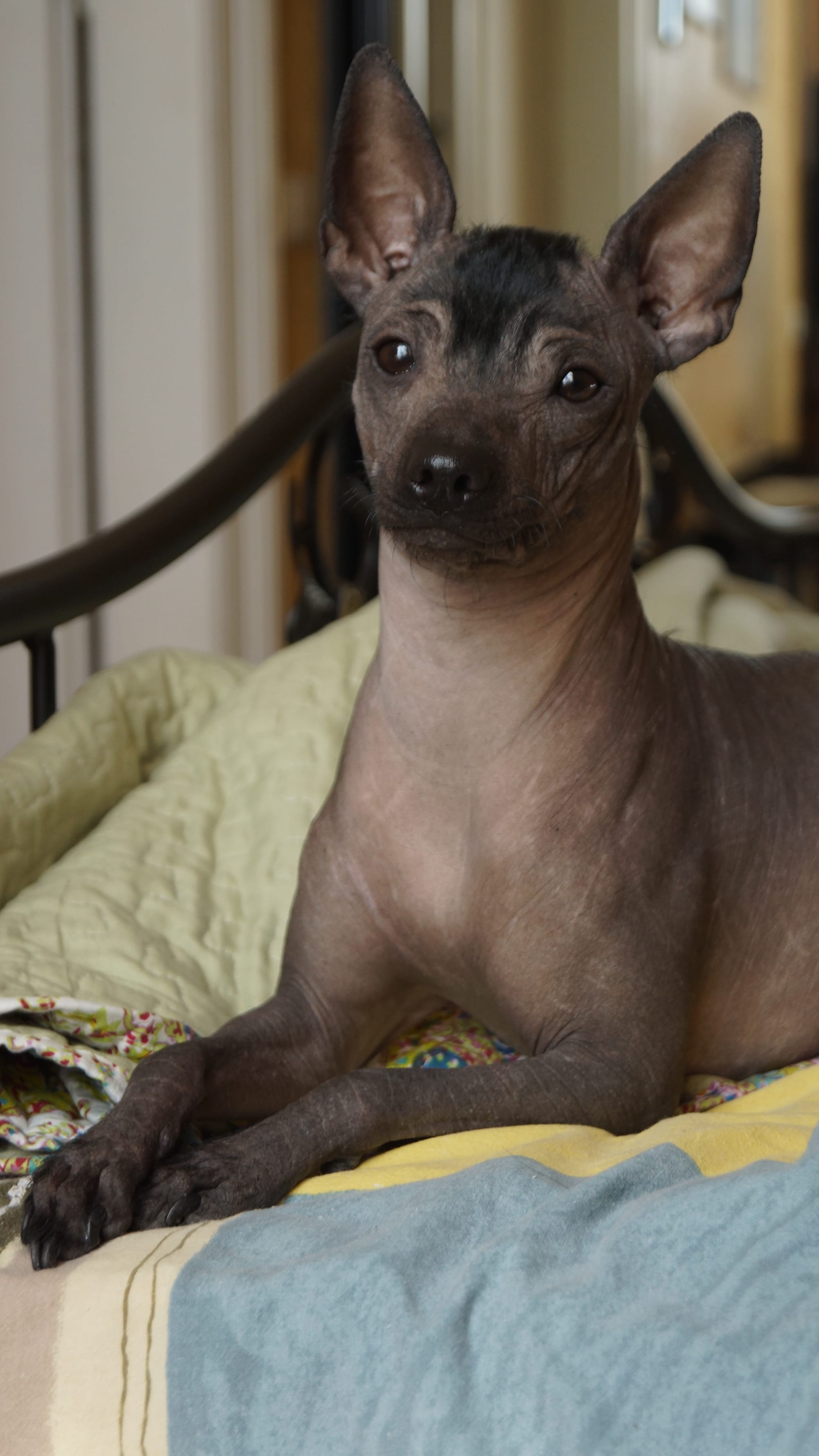 Xoloitzcuintle of Xochiquetzal's Paradise