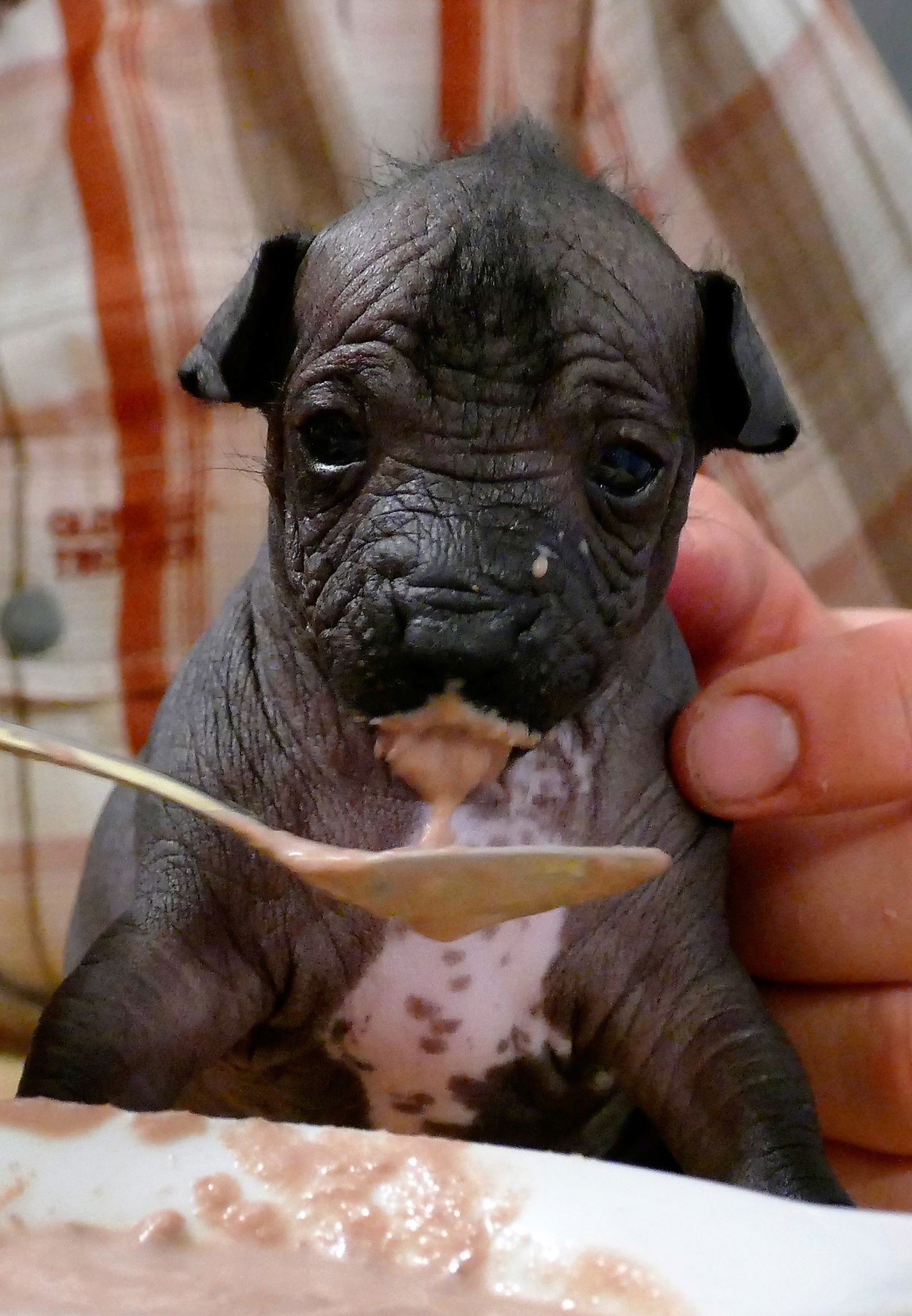 Xoloitzcuintle of Xochiquetzal's Paradise