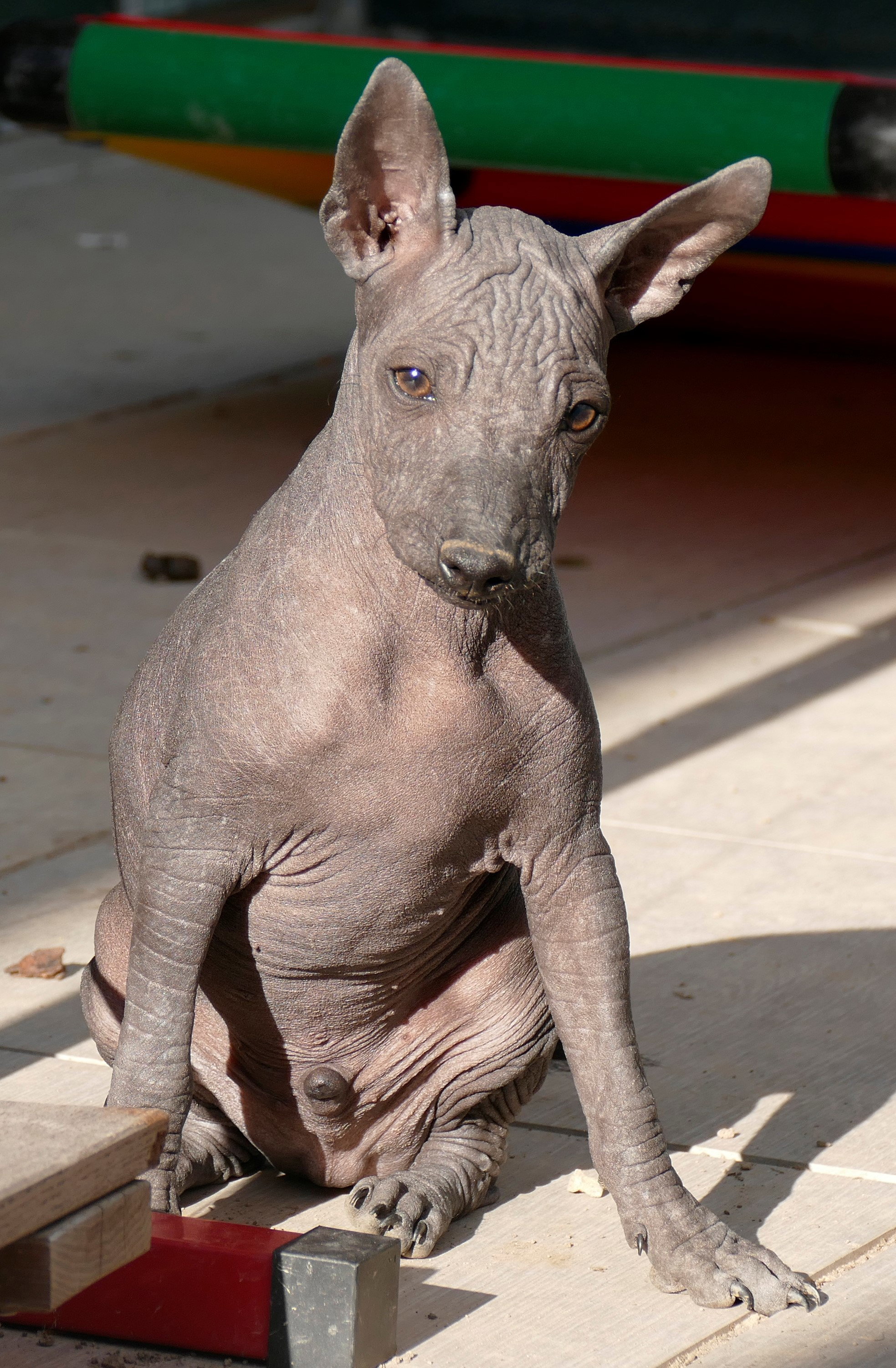 Xoloitzcuintle of Xochiquetzal's Paradise