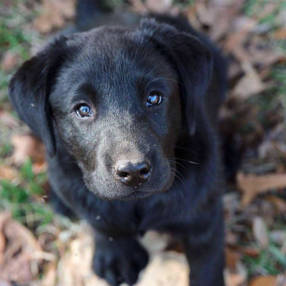 Pennylane|Labradors|English|puppies|Florida|Breeder|Labs|Yellow|Black ...