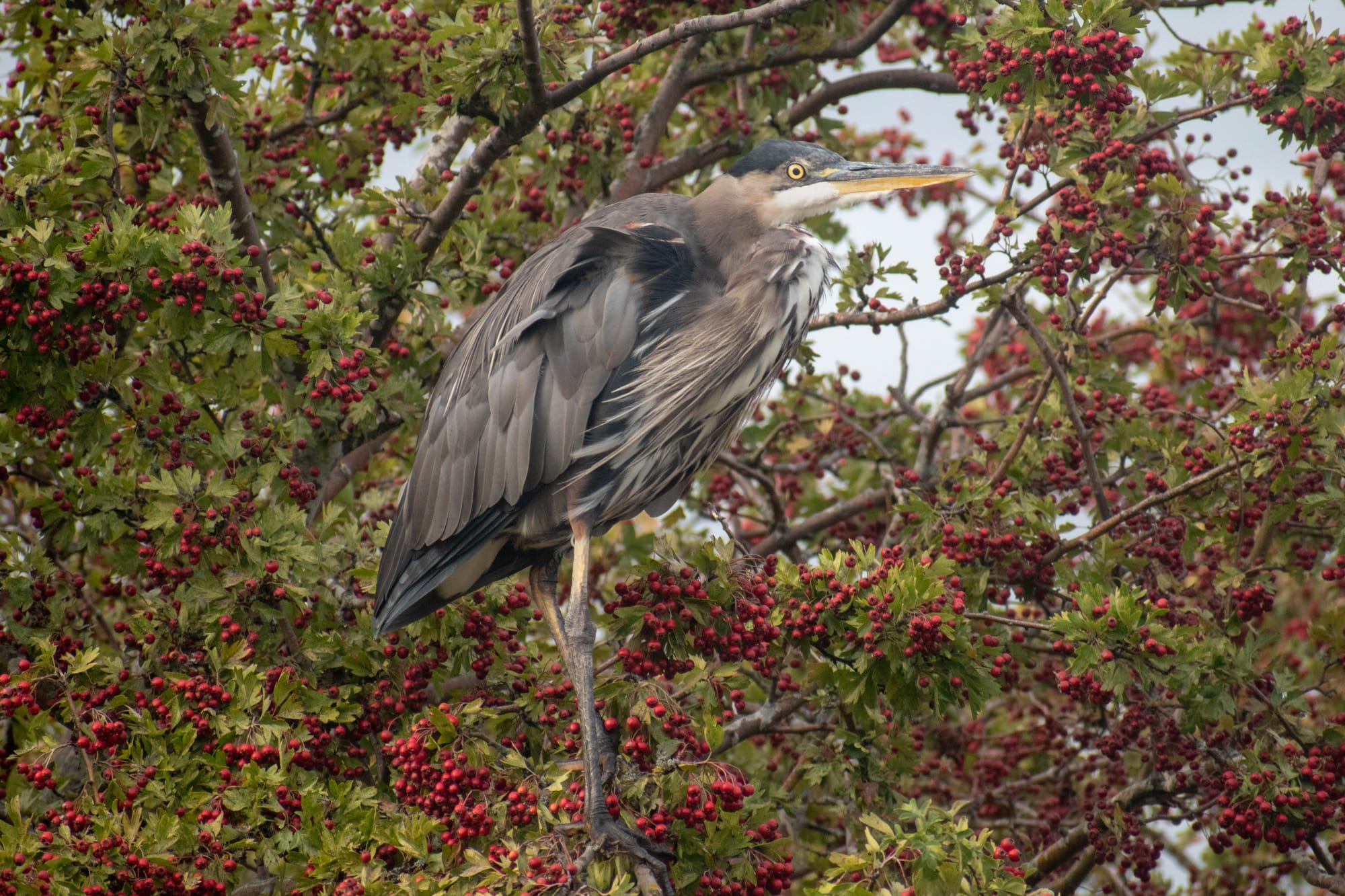 The Rainbow Crow | Birding in Full Colour