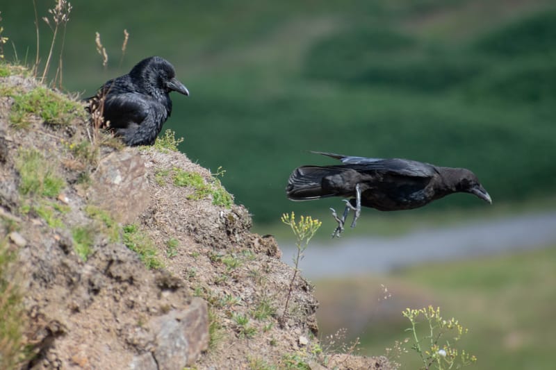 The Rainbow Crow | Birding in Full Colour