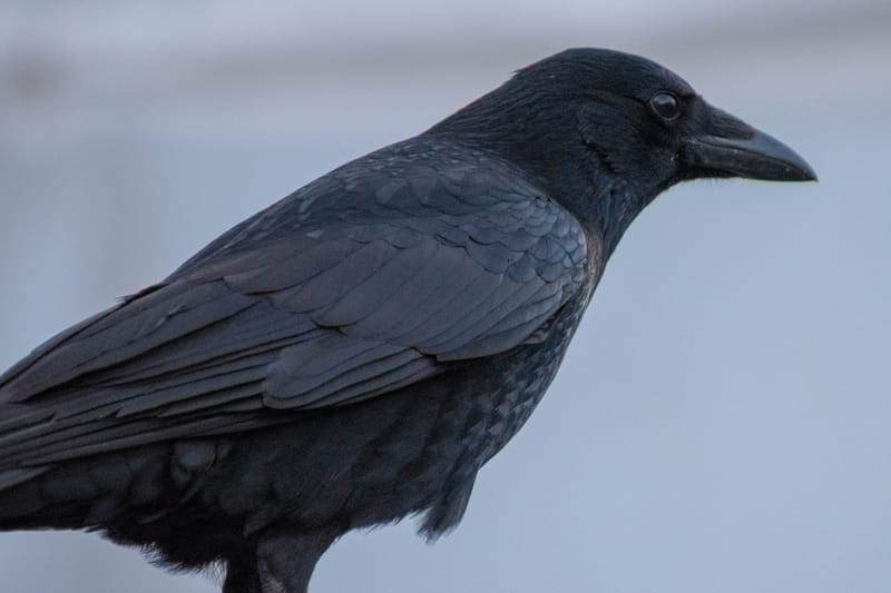 The Rainbow Crow | Birding in Full Colour