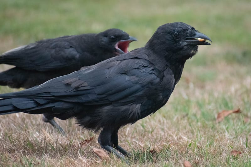 The Rainbow Crow | Birding in Full Colour