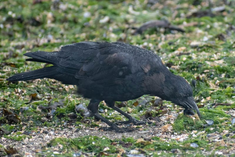 The Rainbow Crow | Birding in Full Colour