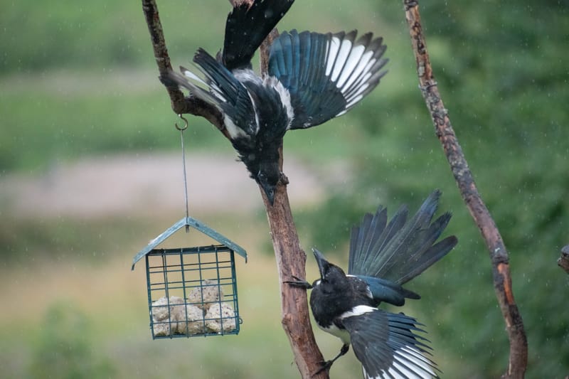 The Rainbow Crow | Birding in Full Colour