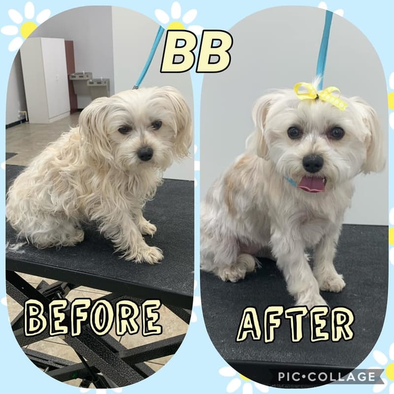 Vanity Fur Pet Spa & Grooming, LLC