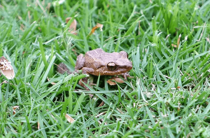 Saving the sound of the Coqui. - Coqui Endangered