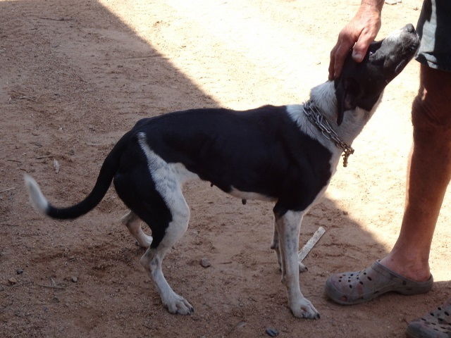 Animal Rescue Tablelands Inc - Animal Rescue Tablelands Inc