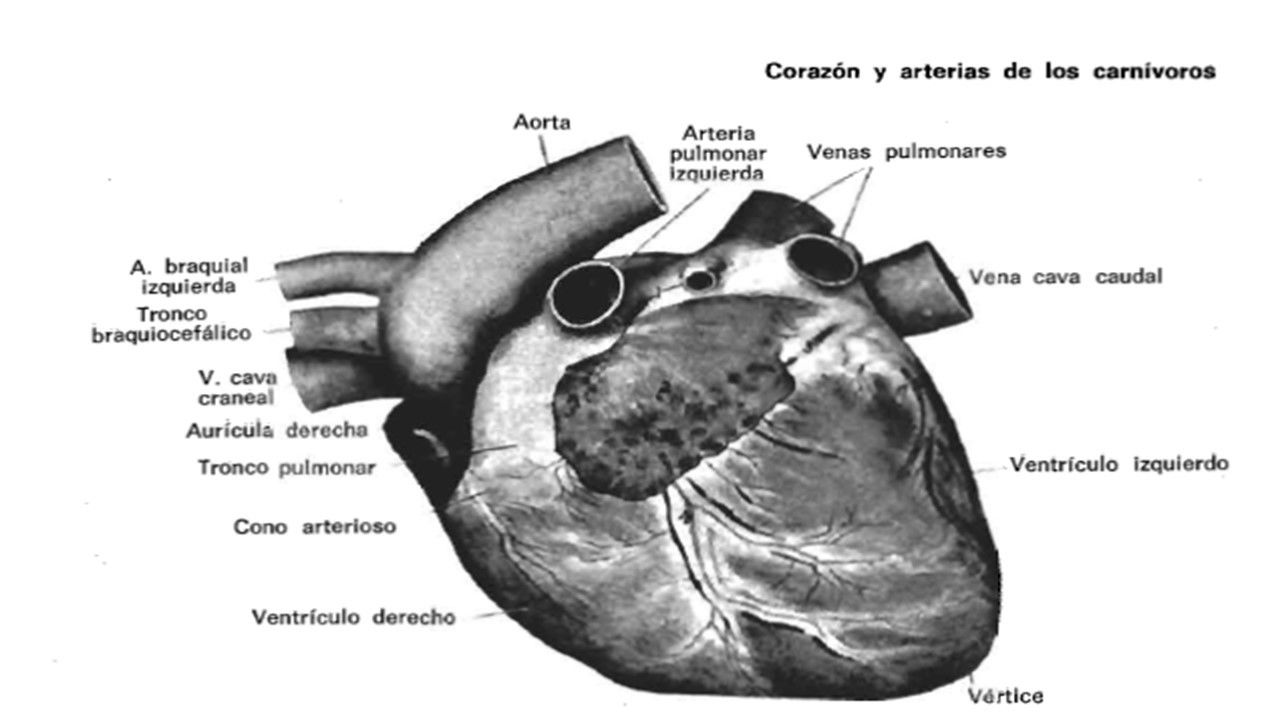 Partes Del Corazon