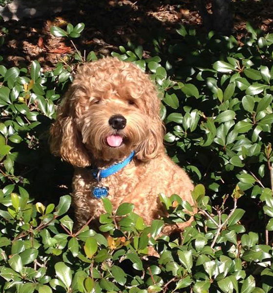 Florida Cockapoos, Tampa Florida