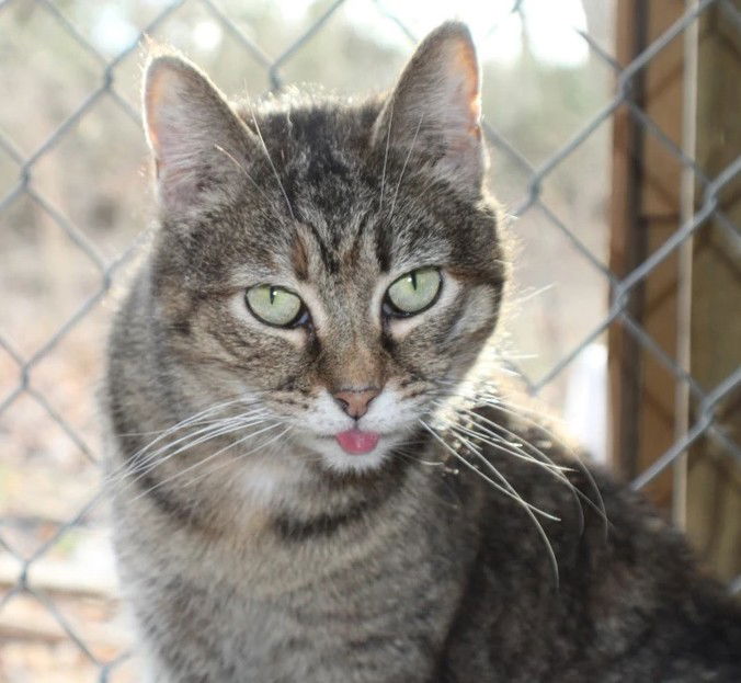 Cats Needing Homes - Cats and Kittens available for adoption. To learn ...