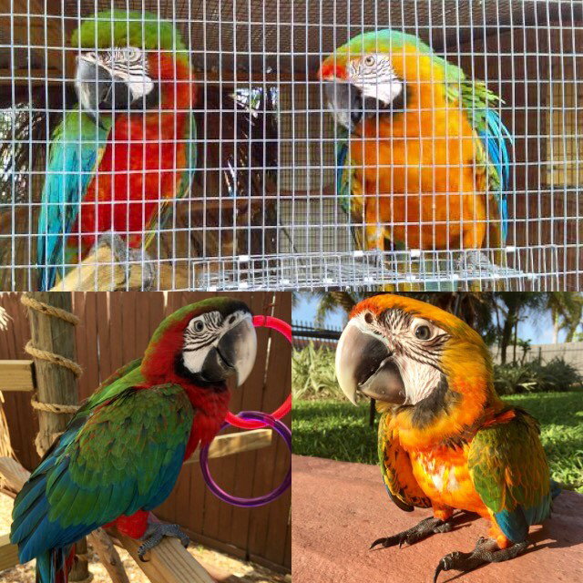 Home of Maui Sunrise Macaw - Chirp 'n Feed
