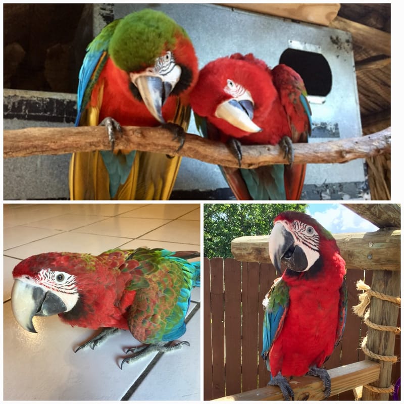 Home of Jubilee Macaw - Chirp 'n Feed